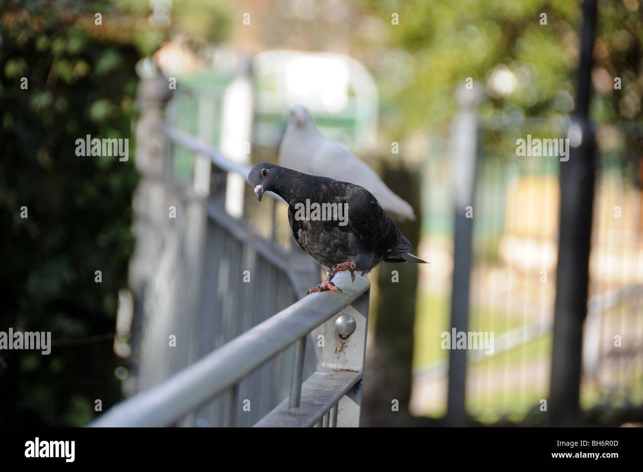 Curious pigeon hi-res stock photography and images - Alamy