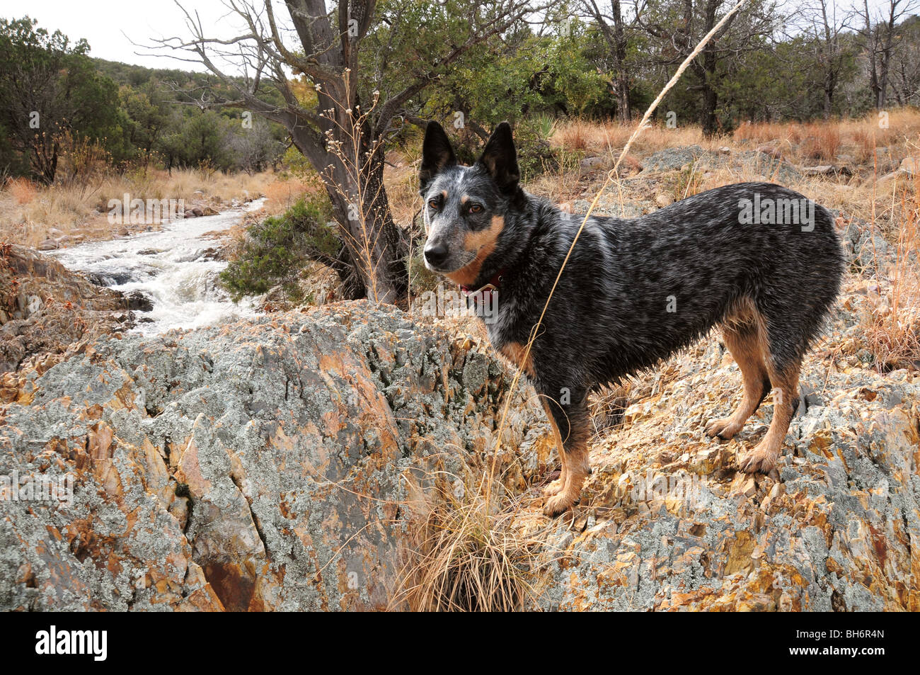 Blue Heeler Australian Cattle A Female Blue Heeler In A