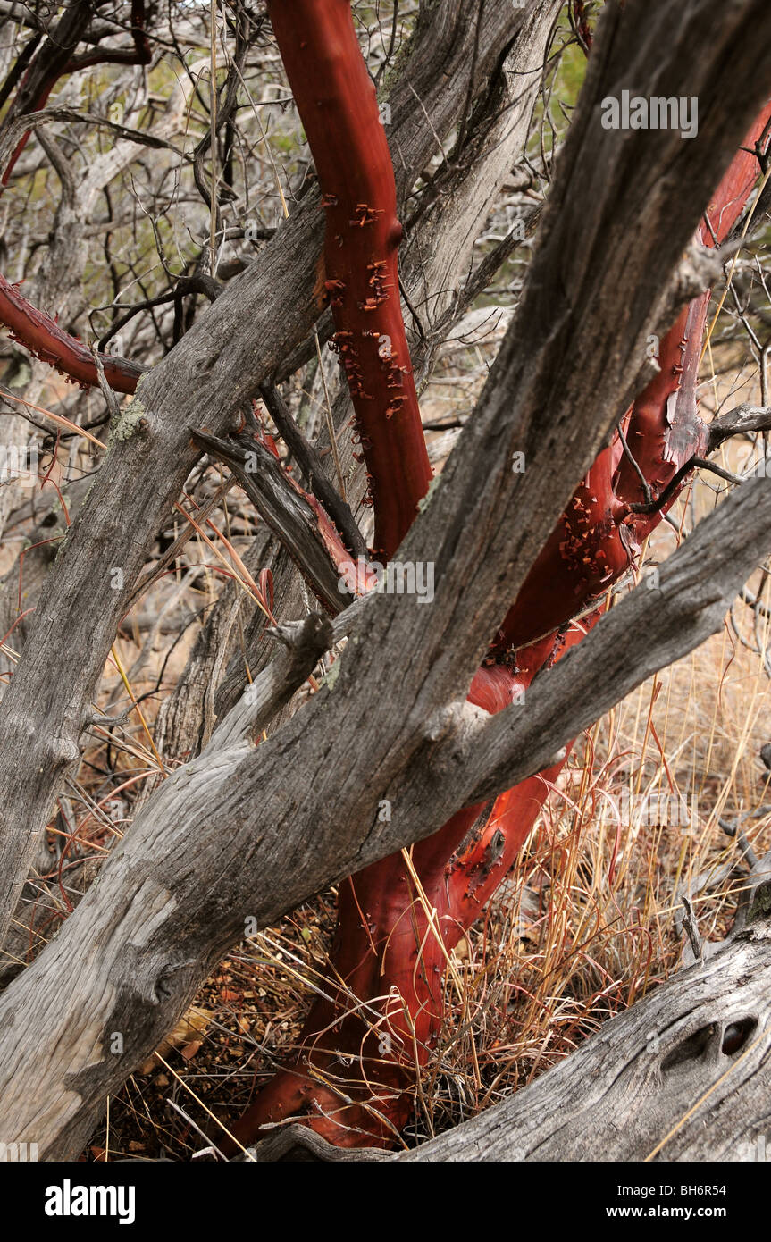 Manzanita Tree Stock Photos & Manzanita Tree Stock Images - Alamy