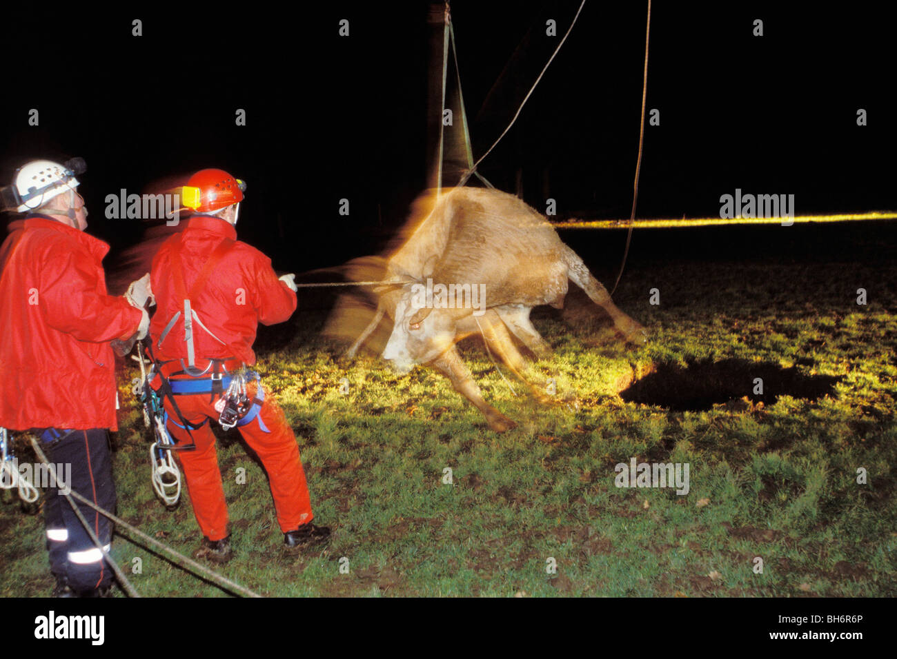FIREMEN GETTING A COW OUT OF A MARL PIT WITH THE GRIMP, EURE (27 ...