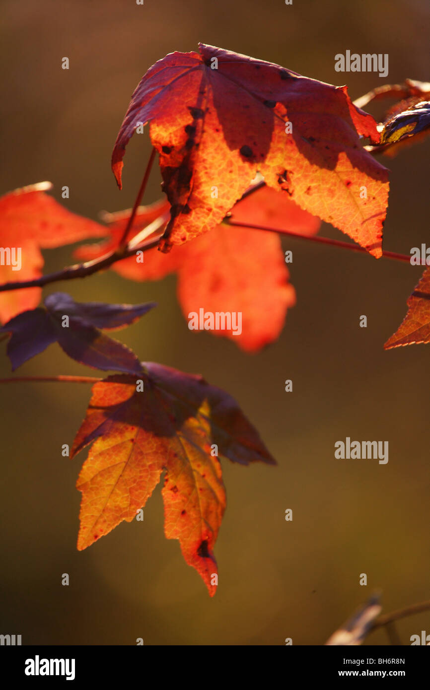 Georgia silhouette hi-res stock photography and images - Alamy