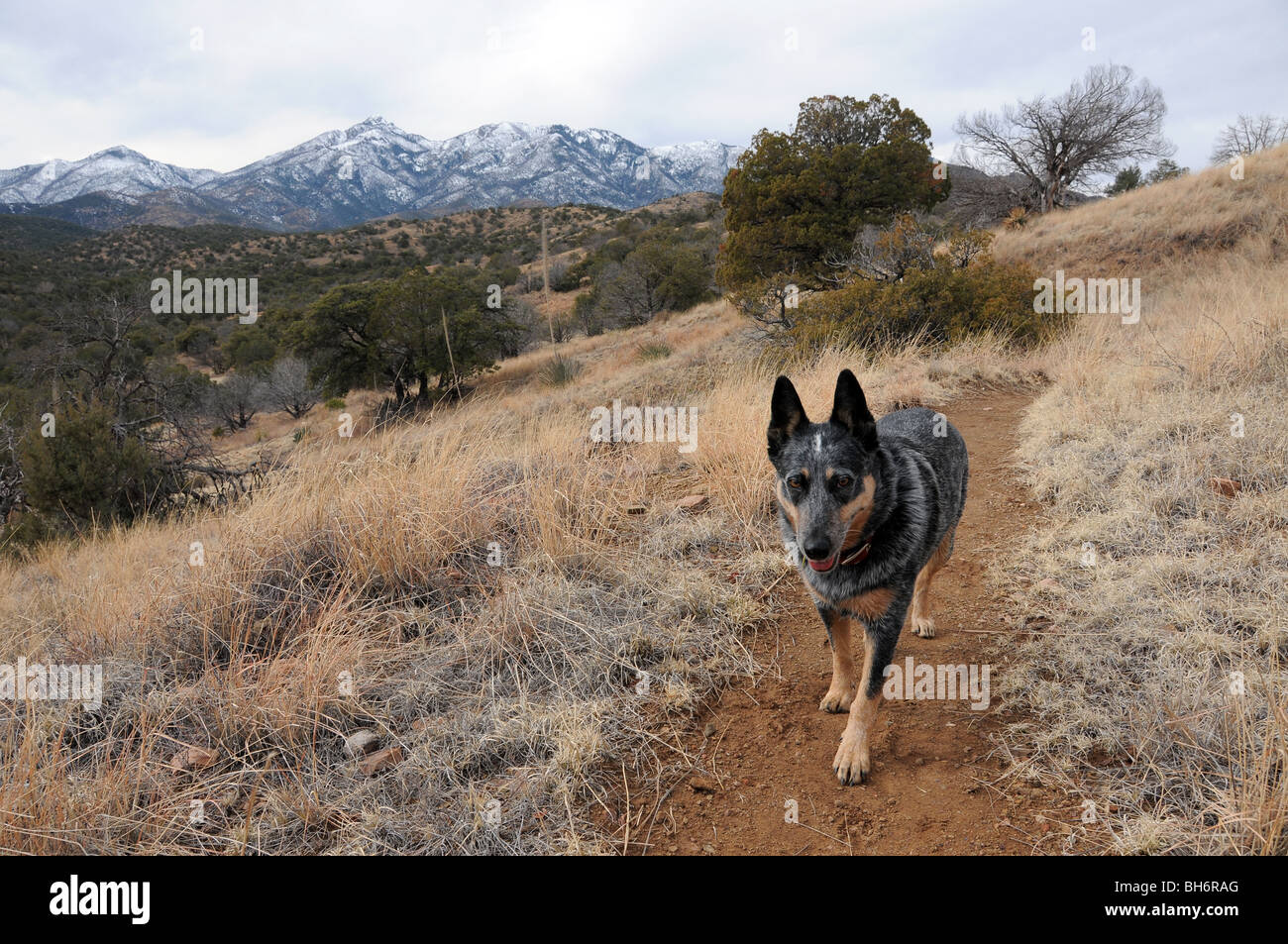 Australian deserts hi-res stock photography and images - Alamy