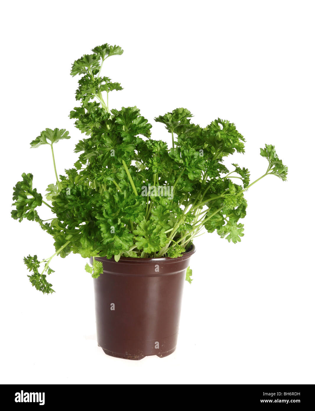 A flowerpot containing fresh English parsley seedlings, isolated on a ...