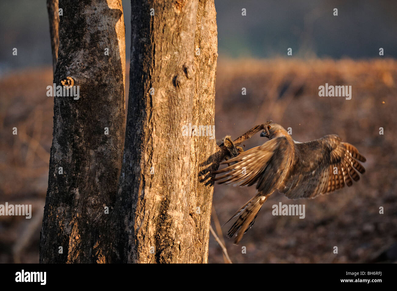 Shikra (Accipiter badius) attacking a Five Striped Palm Squirrel on a ...