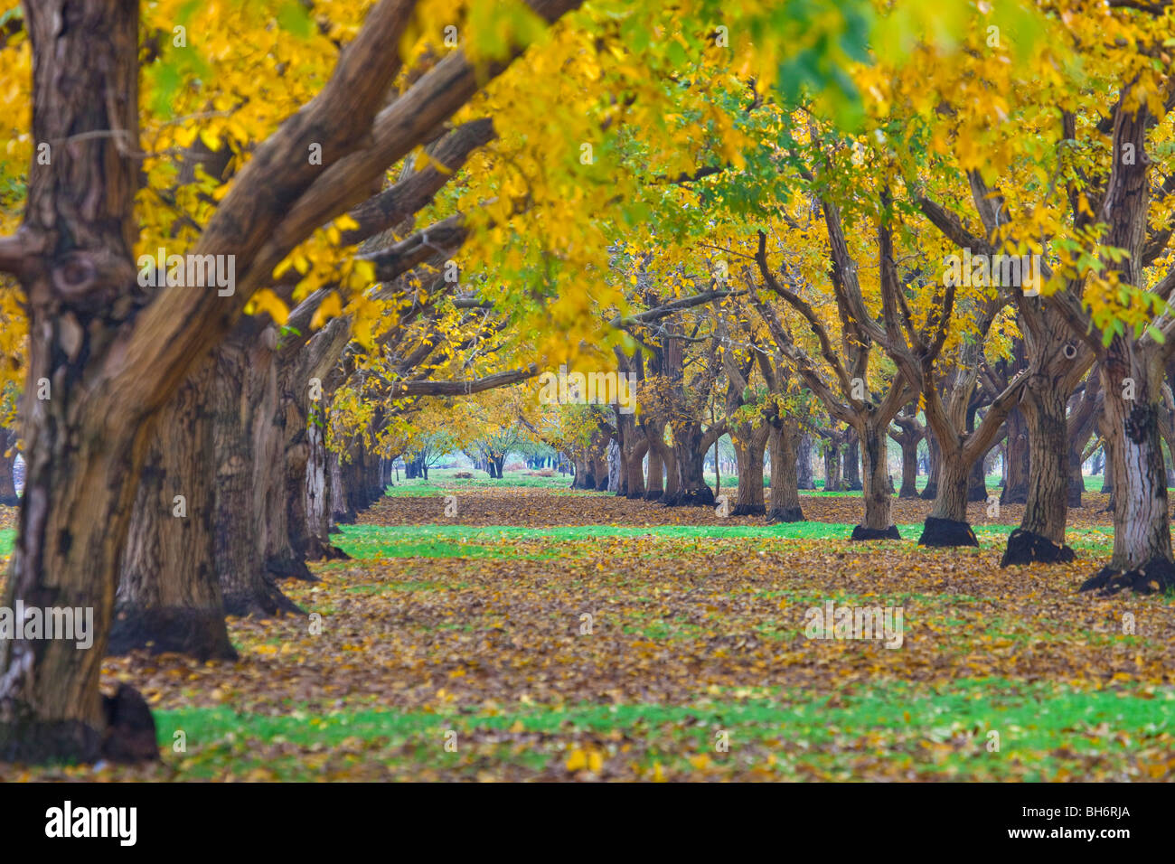 Rows of walnut trees hi-res stock photography and images - Alamy