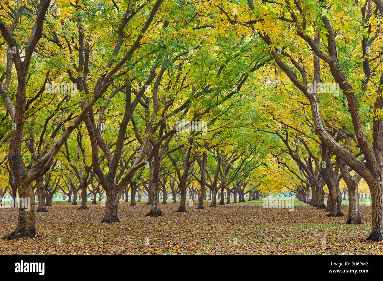 Chico california and agriculture hi-res stock photography and images ...