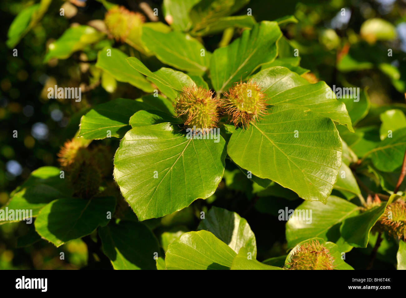 Common beech (Fagus sylvatica) with beech nuts Stock Photo - Alamy