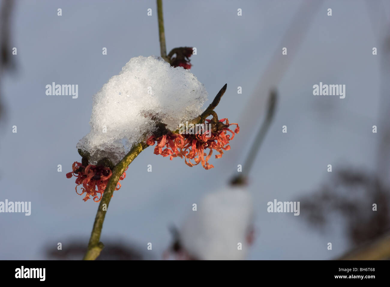 With hazel (Hamamelis × intermedia 'Diane') flowers partially covered ...