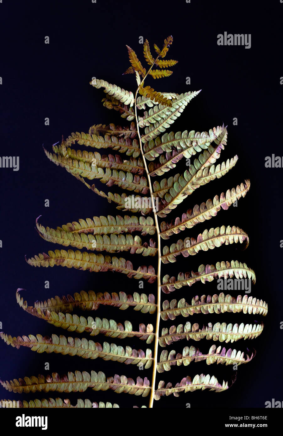Virginia Chain Fern, woodwardia virginica, James E Grey Preserve, New ...