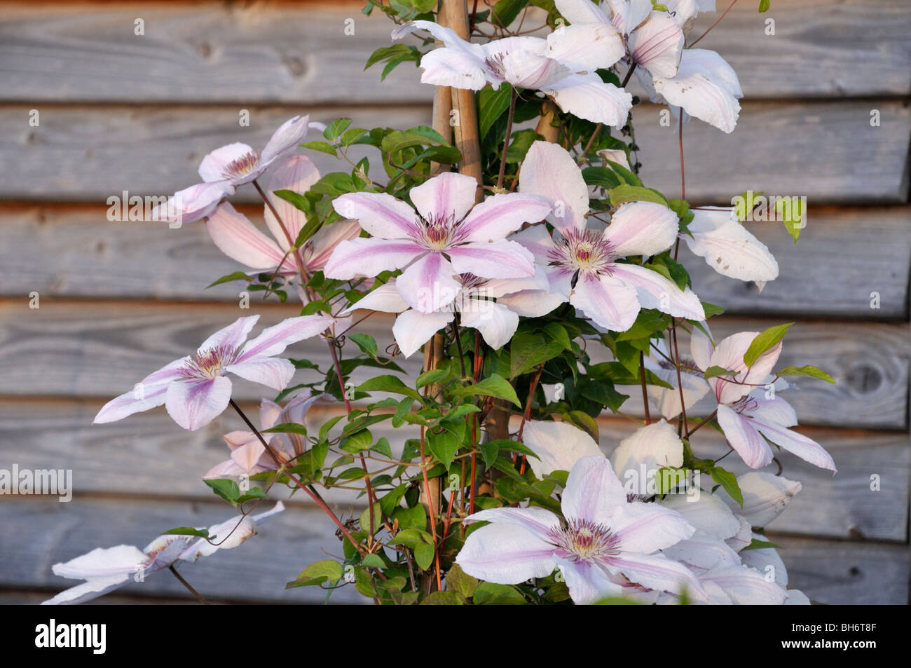 Spring flowering clematis hi-res stock photography and images - Alamy
