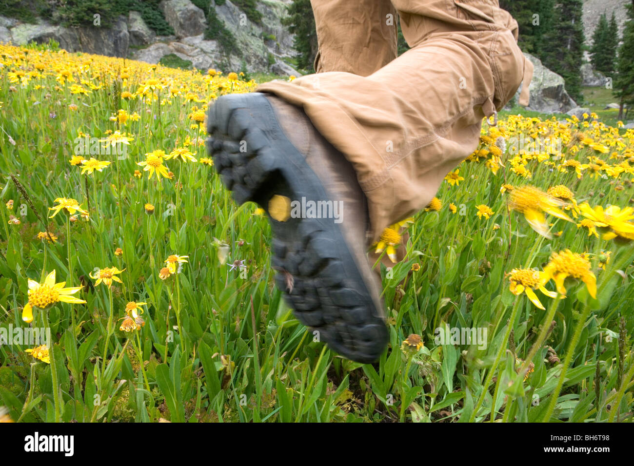 A person hiking through the field of flowers Stock Photo - Alamy