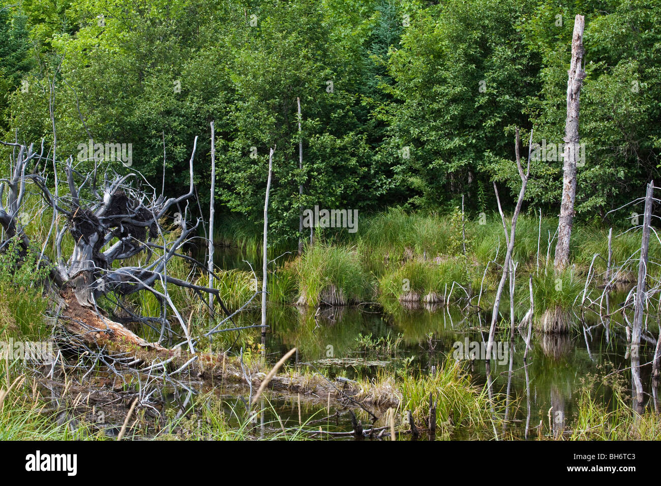 Drowned trees hi-res stock photography and images - Alamy