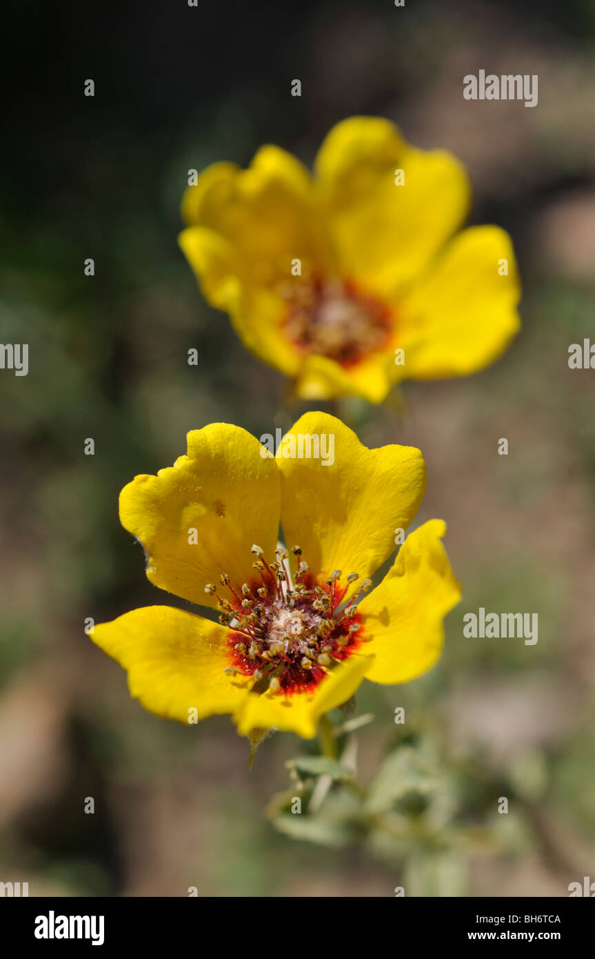 Rose (Rosa persica Stock Photo - Alamy