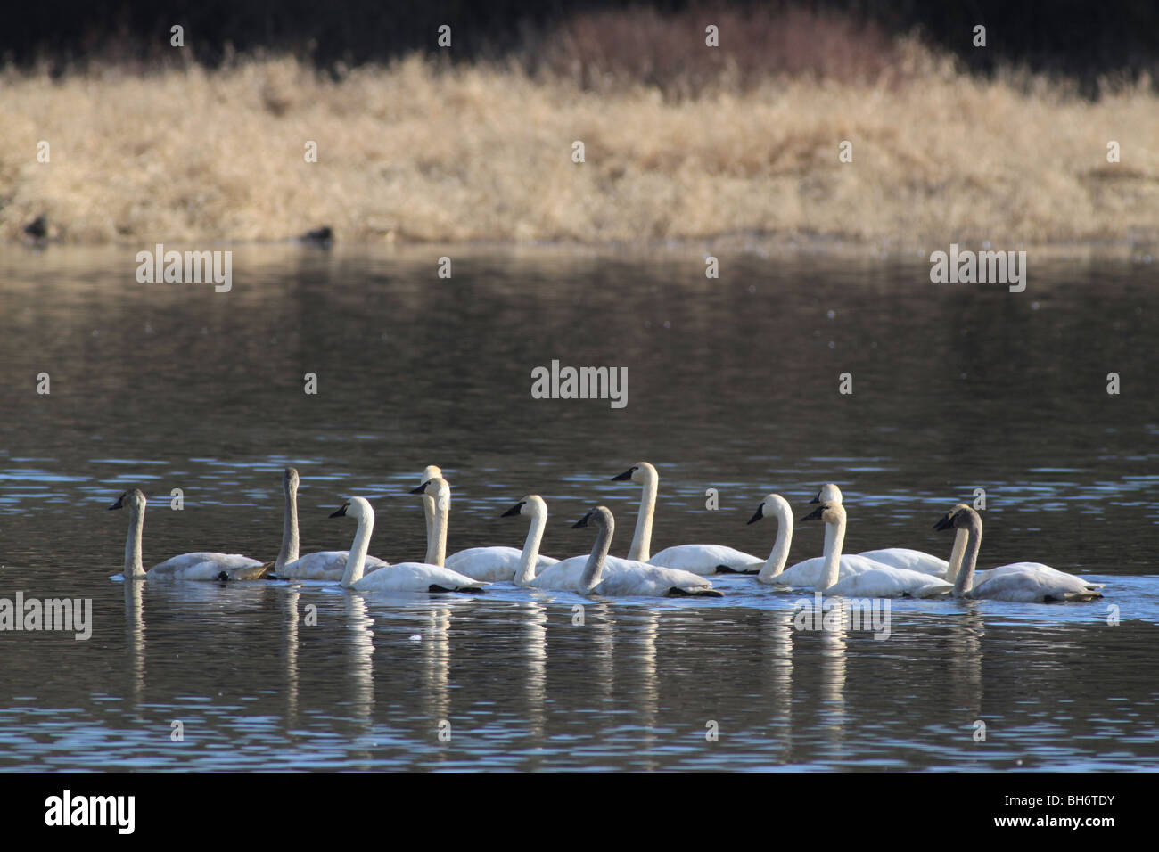 Tundra Swan moving across a Washington wetland Stock Photo - Alamy
