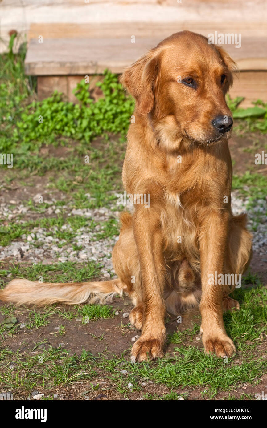 Dog domestic pet animal Golden Retriever nobody none vertical hi-res ...