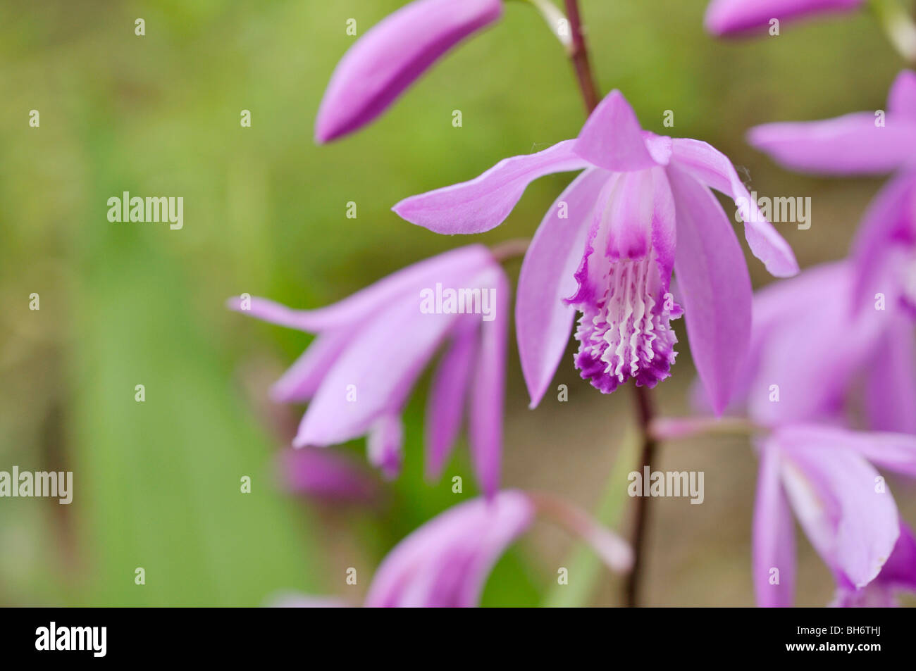 Striata hi-res stock photography and images - Alamy