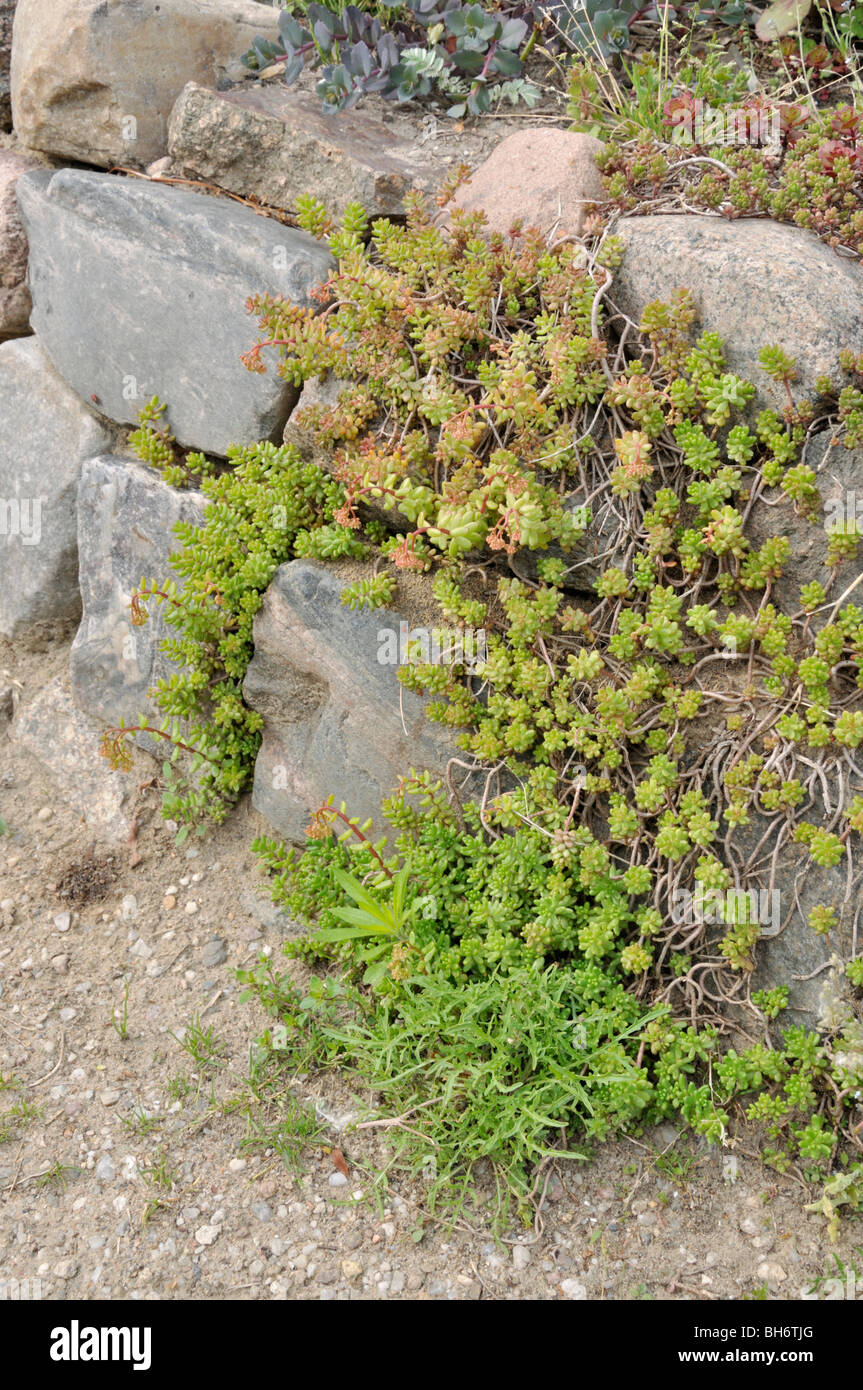 Stonecrop (Sedum) on a dry stone wall Stock Photo - Alamy