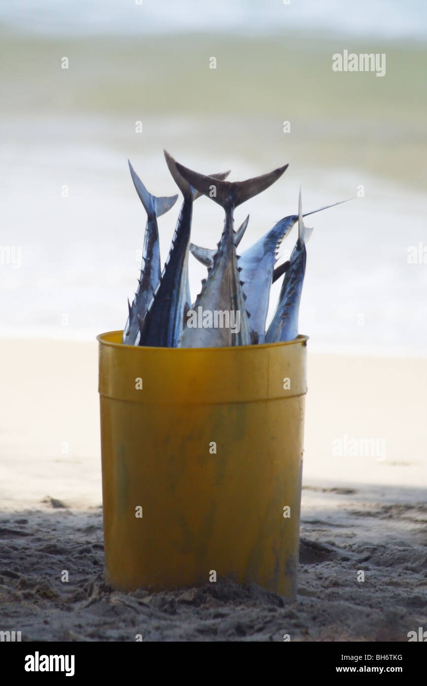 Blue Fin Tuna ready for market on the beach at Puerto Escondido Oaxaca ...