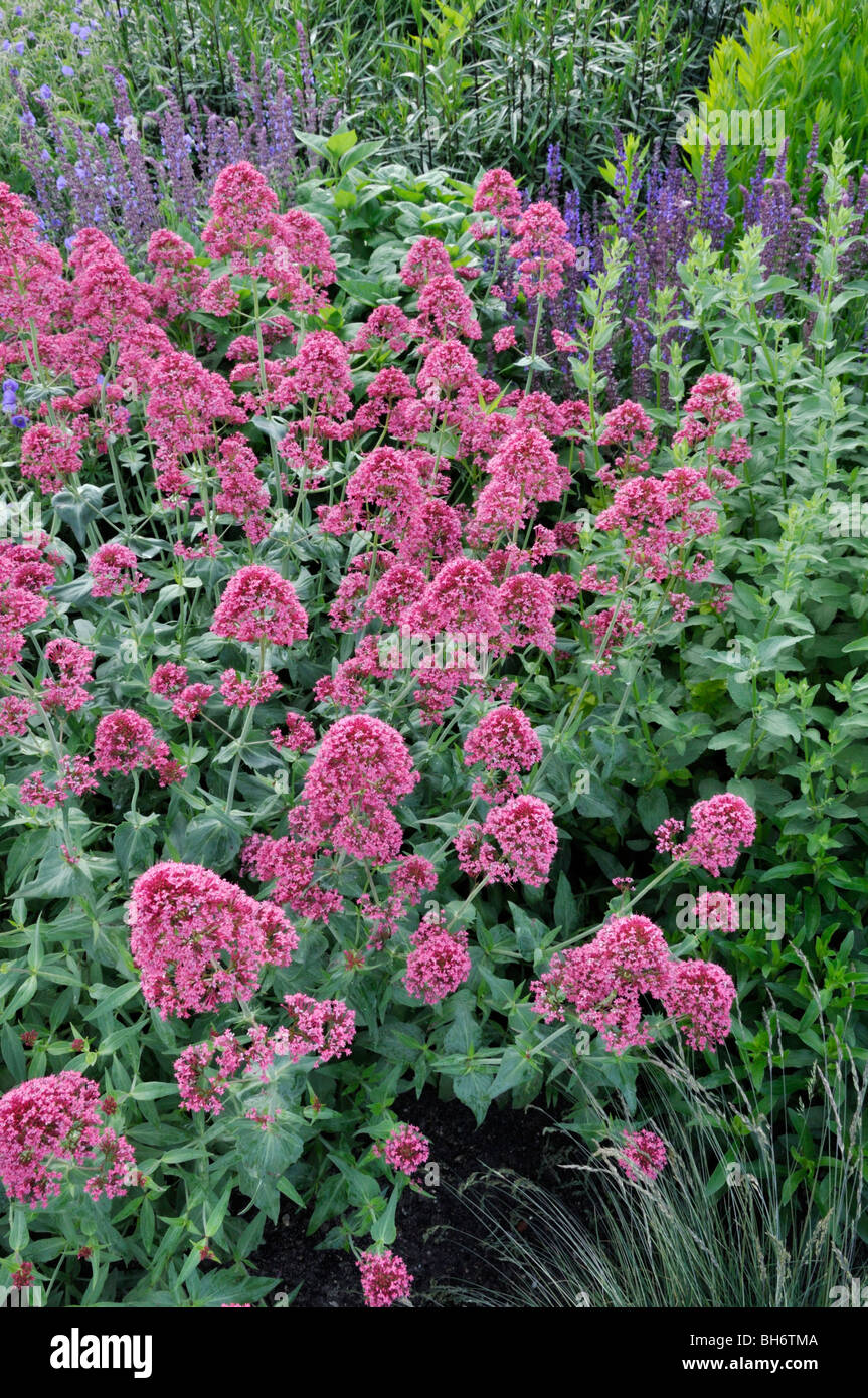 Red valerians hi-res stock photography and images - Alamy