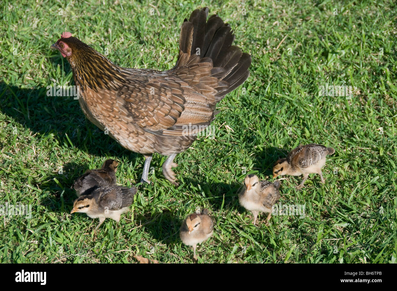 Little hen hi-res stock photography and images - Alamy