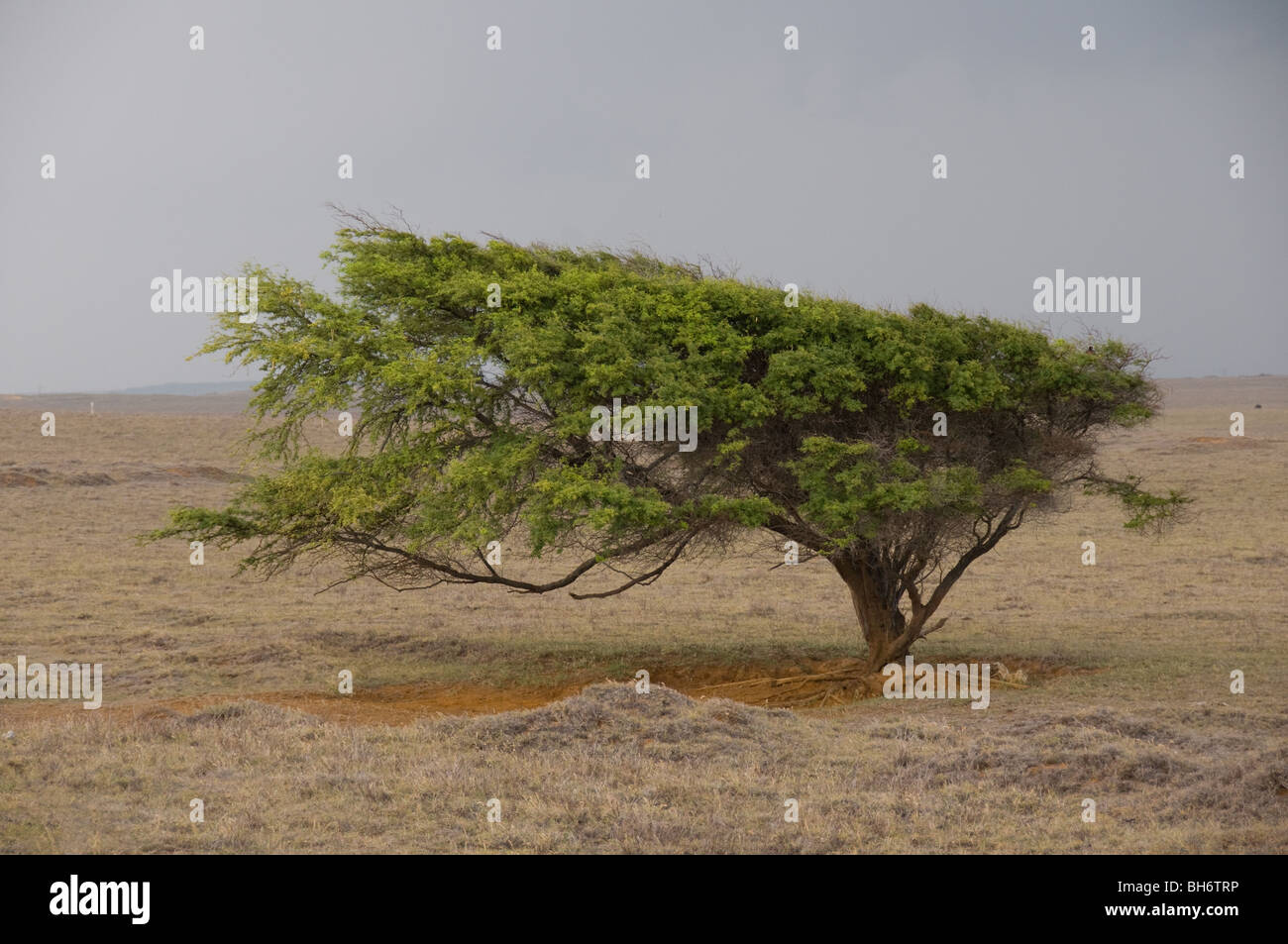 Elongated tree due to wind Stock Photo - Alamy