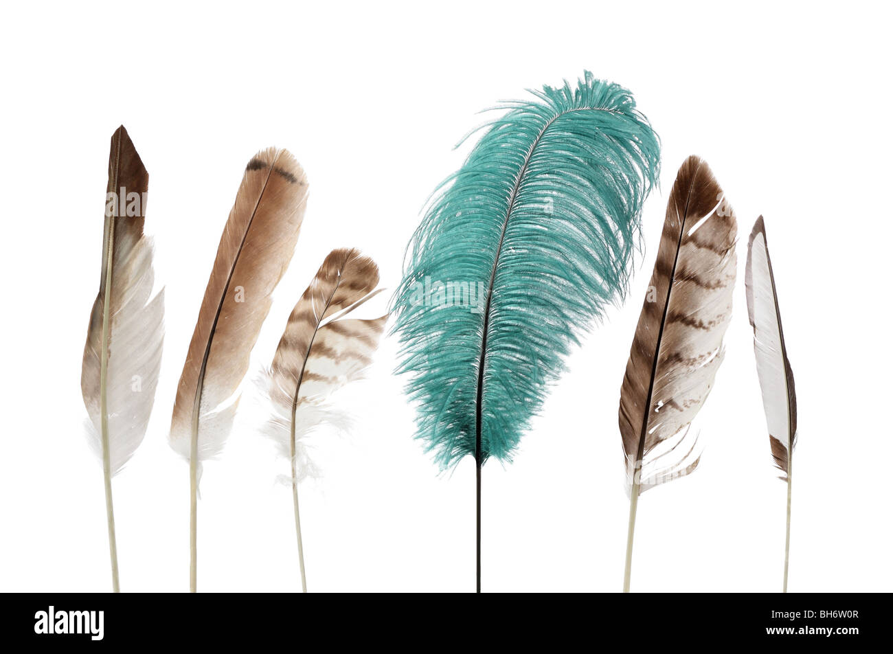 five brown feathers and one large green feather standing in a row ...