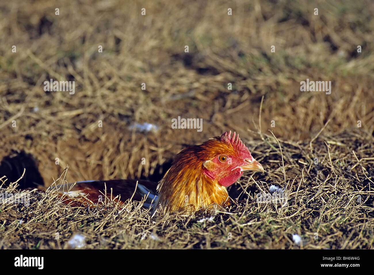 HEN HIDING IN A HOLE, FRANCE Stock Photo - Alamy
