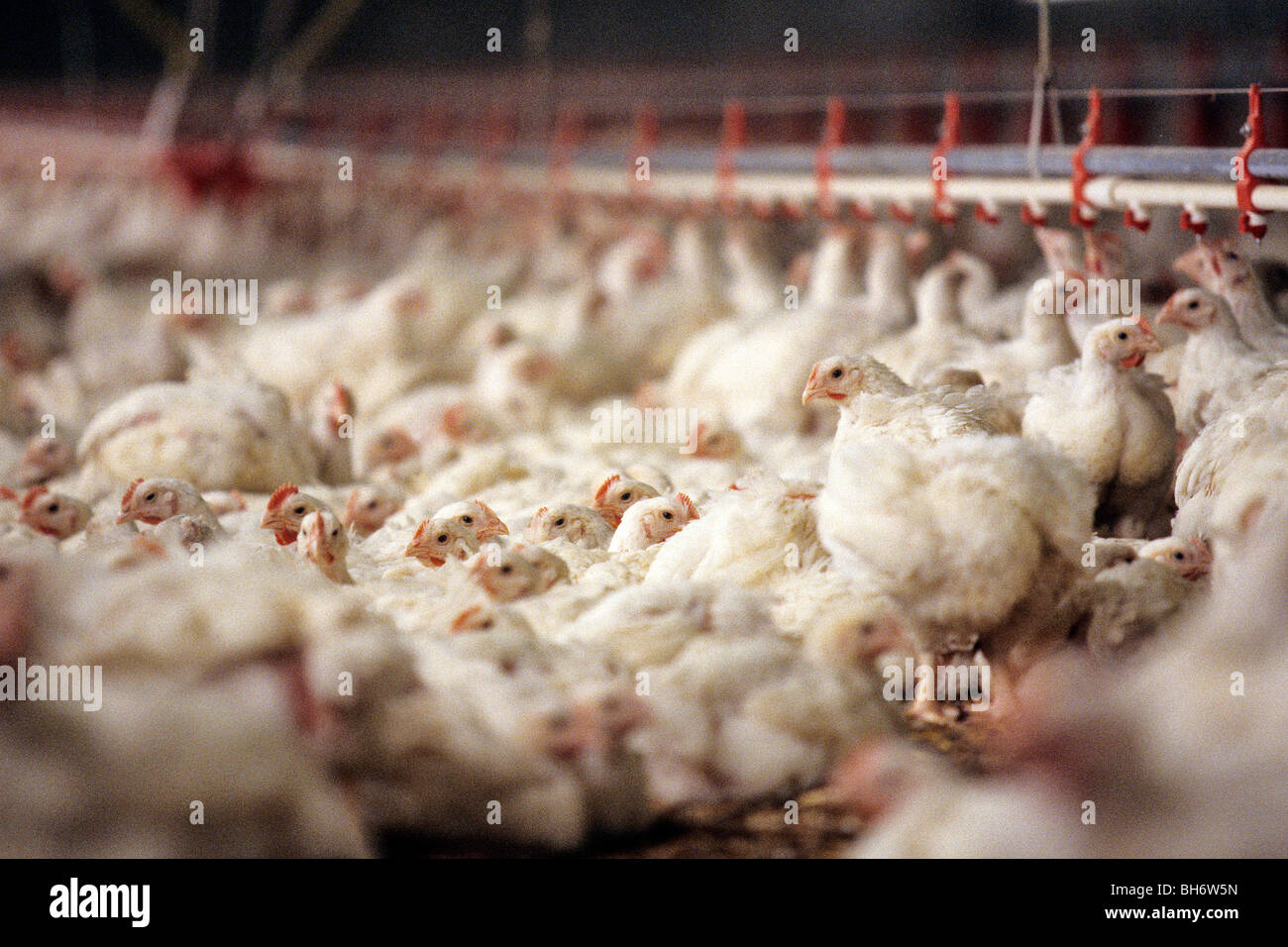 INTENSIVE BREEDING OF BATTERY CHICKENS (CALLED FOUR-QUARTERS, DESTINED ...