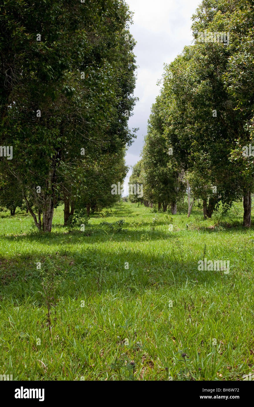 Zanzibar Tanzania Clove Tree High Resolution Stock Photography and ...