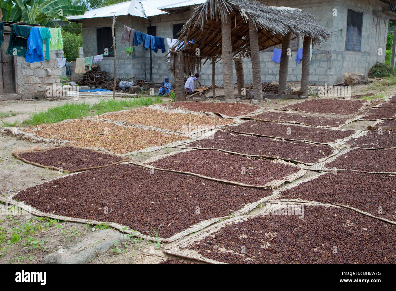 Mkokotoni, Zanzibar, Tanzania. Cloves drying on mats Stock Photo - Alamy