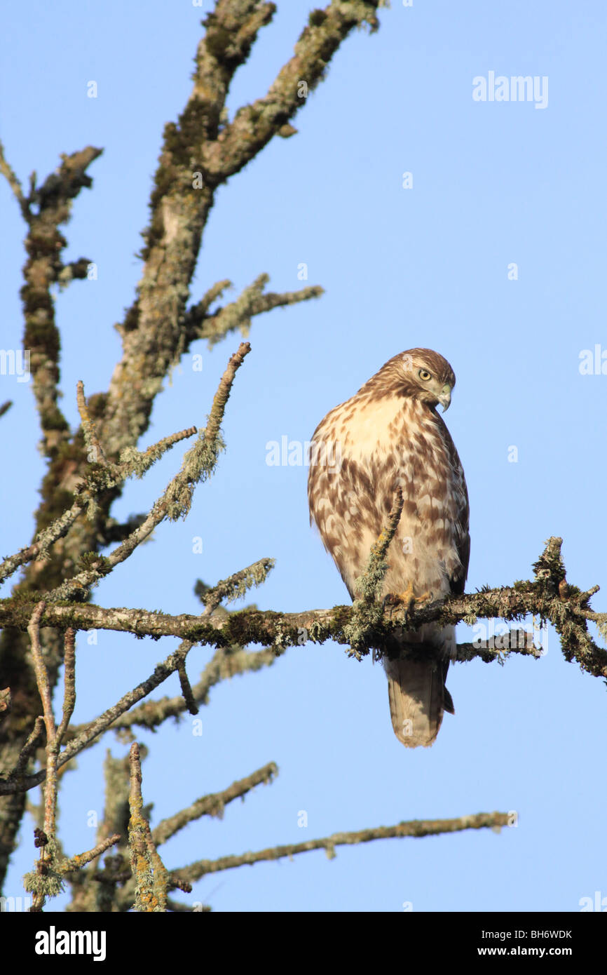 Red tailed hawk perched hi-res stock photography and images - Alamy