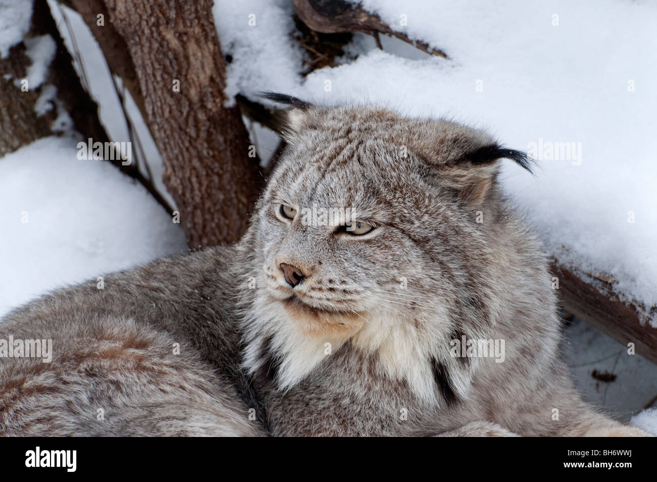 A Canadian Lynx in winter Stock Photo - Alamy
