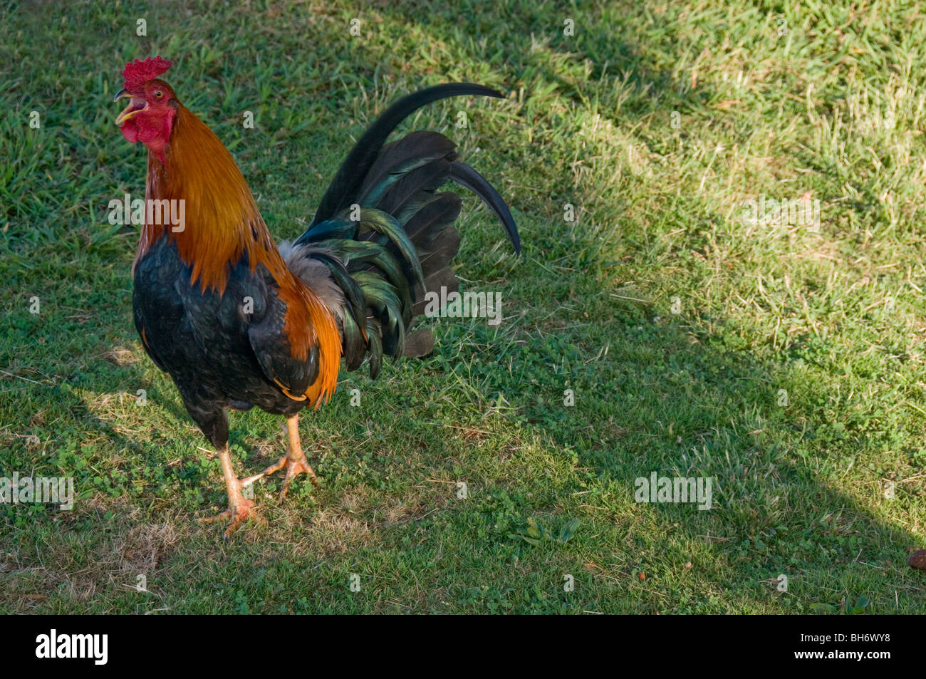 Rooster crowing hi-res stock photography and images - Alamy
