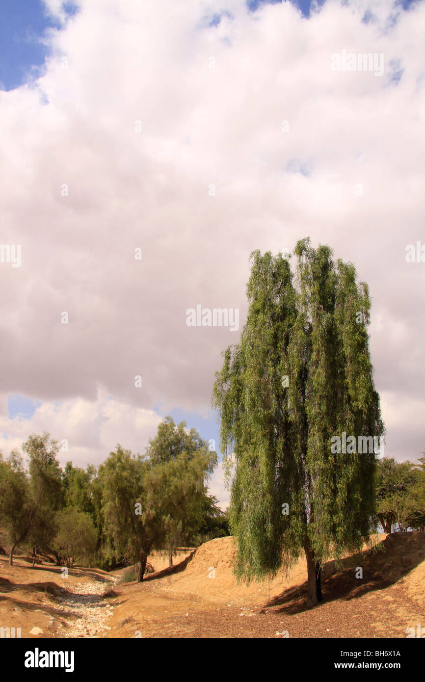 Israel, Northern Negev, Sayeret Shaked Park Stock Photo - Alamy