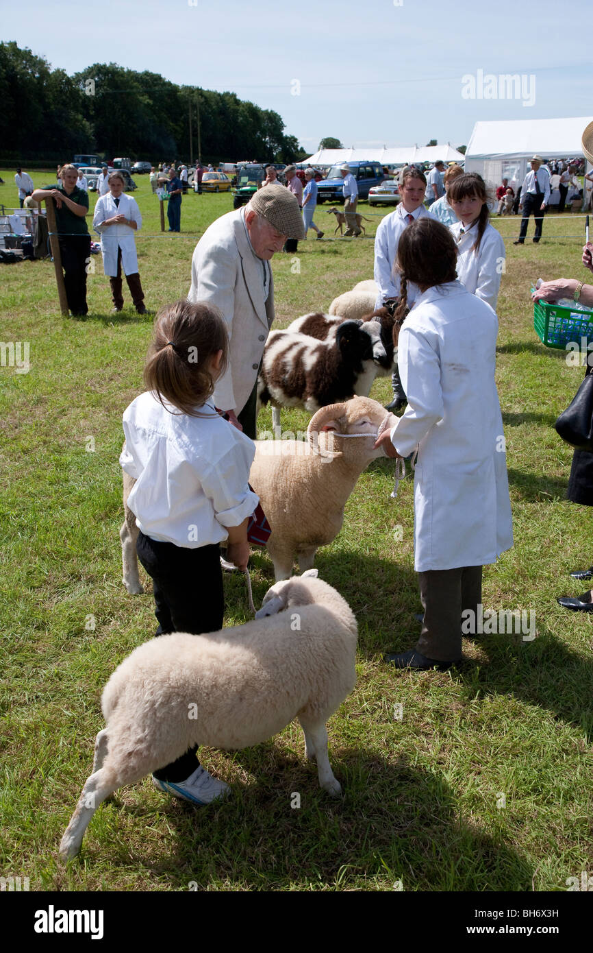 Judging livestock sheep lineup hi-res stock photography and images - Alamy