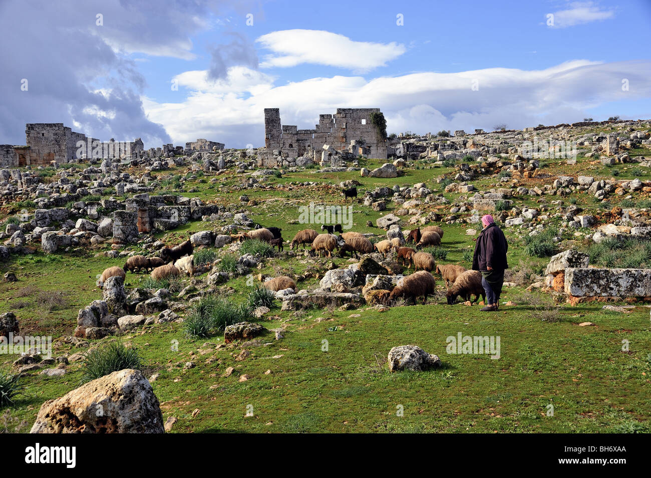 Ruins and shepherd with sheep in the dead city of Sergilla,Syria Stock ...