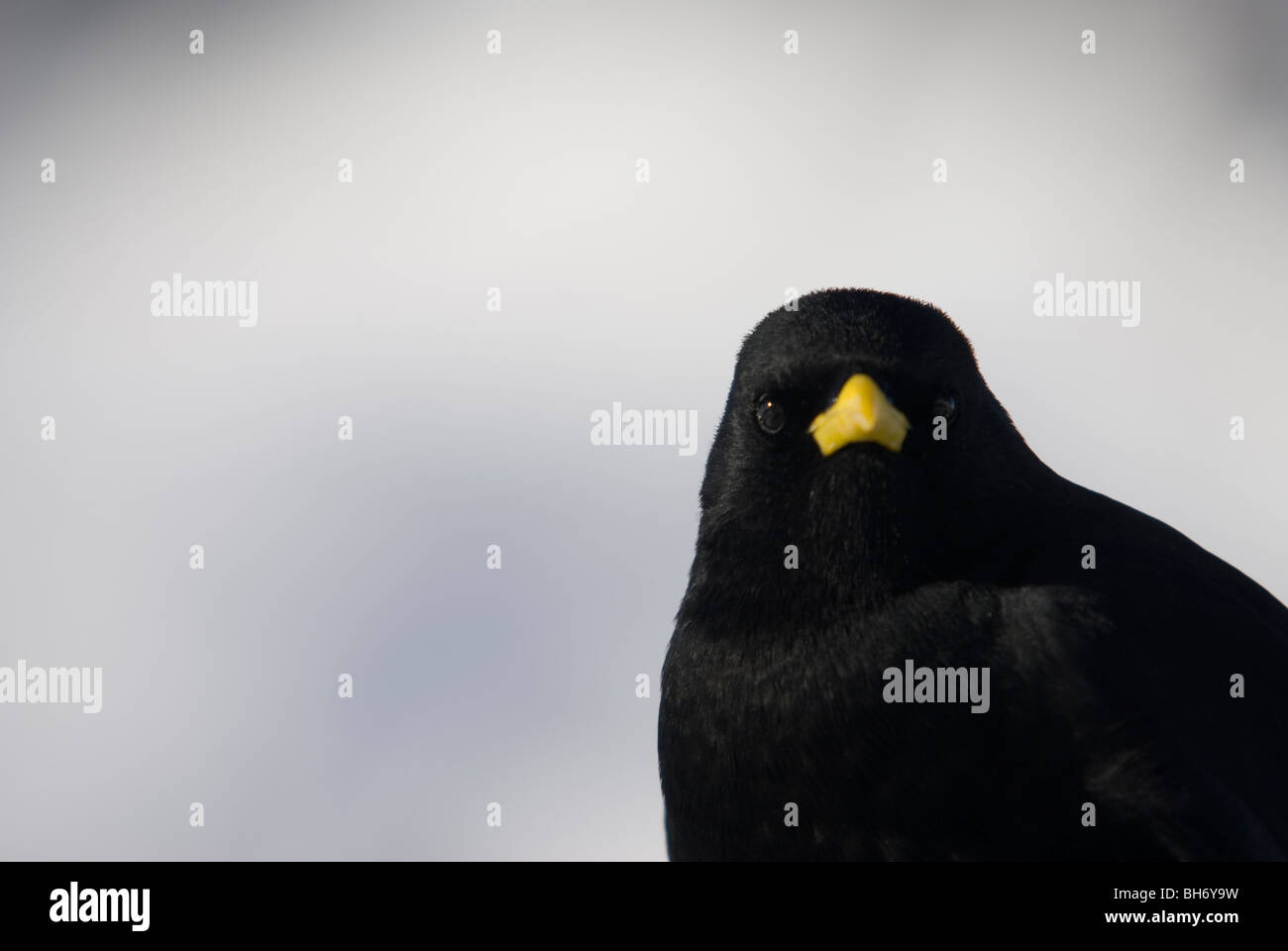 Staring crow hi-res stock photography and images - Alamy