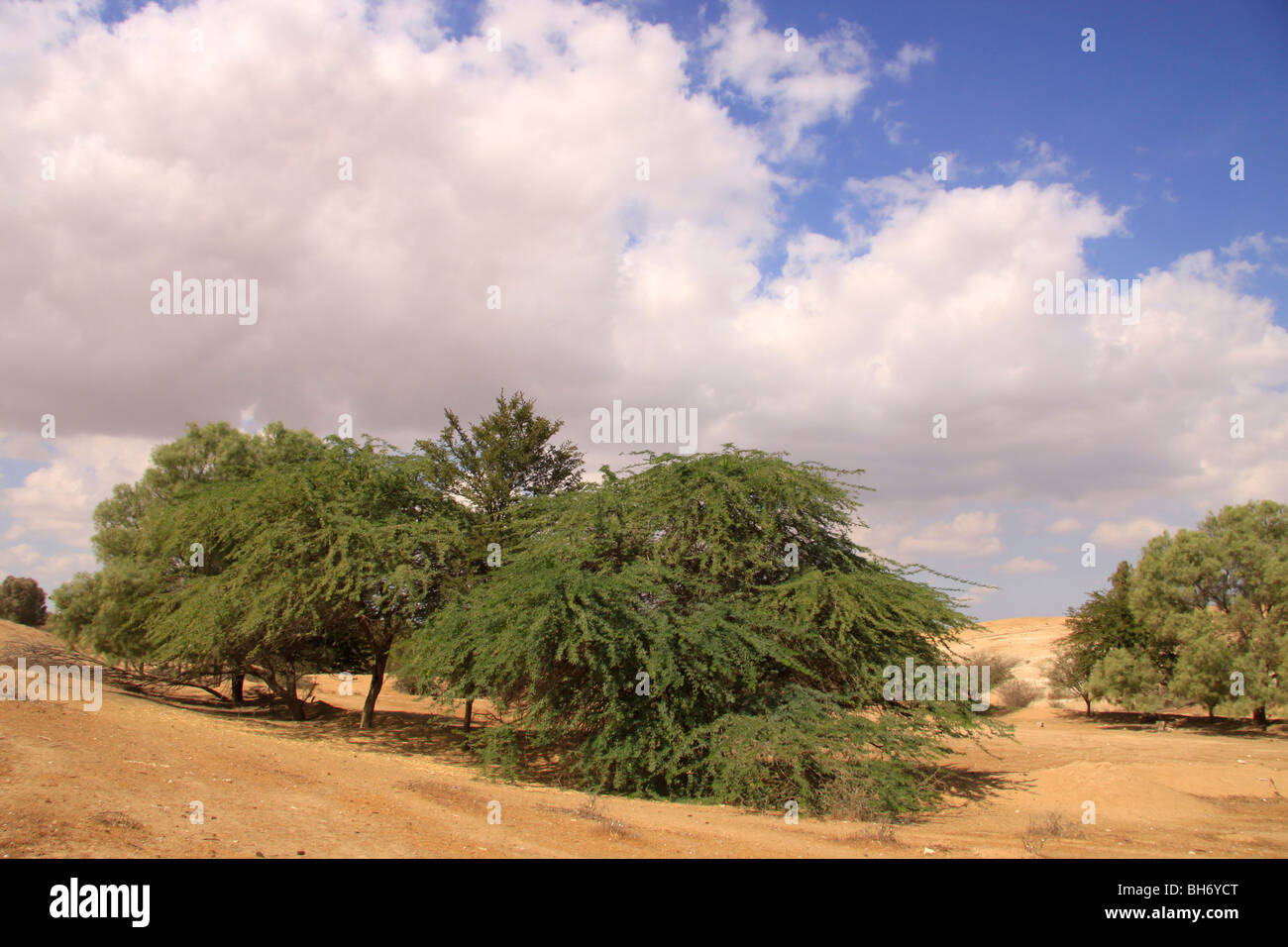 Israel, Northern Negev, Sayeret Shaked Park Stock Photo - Alamy