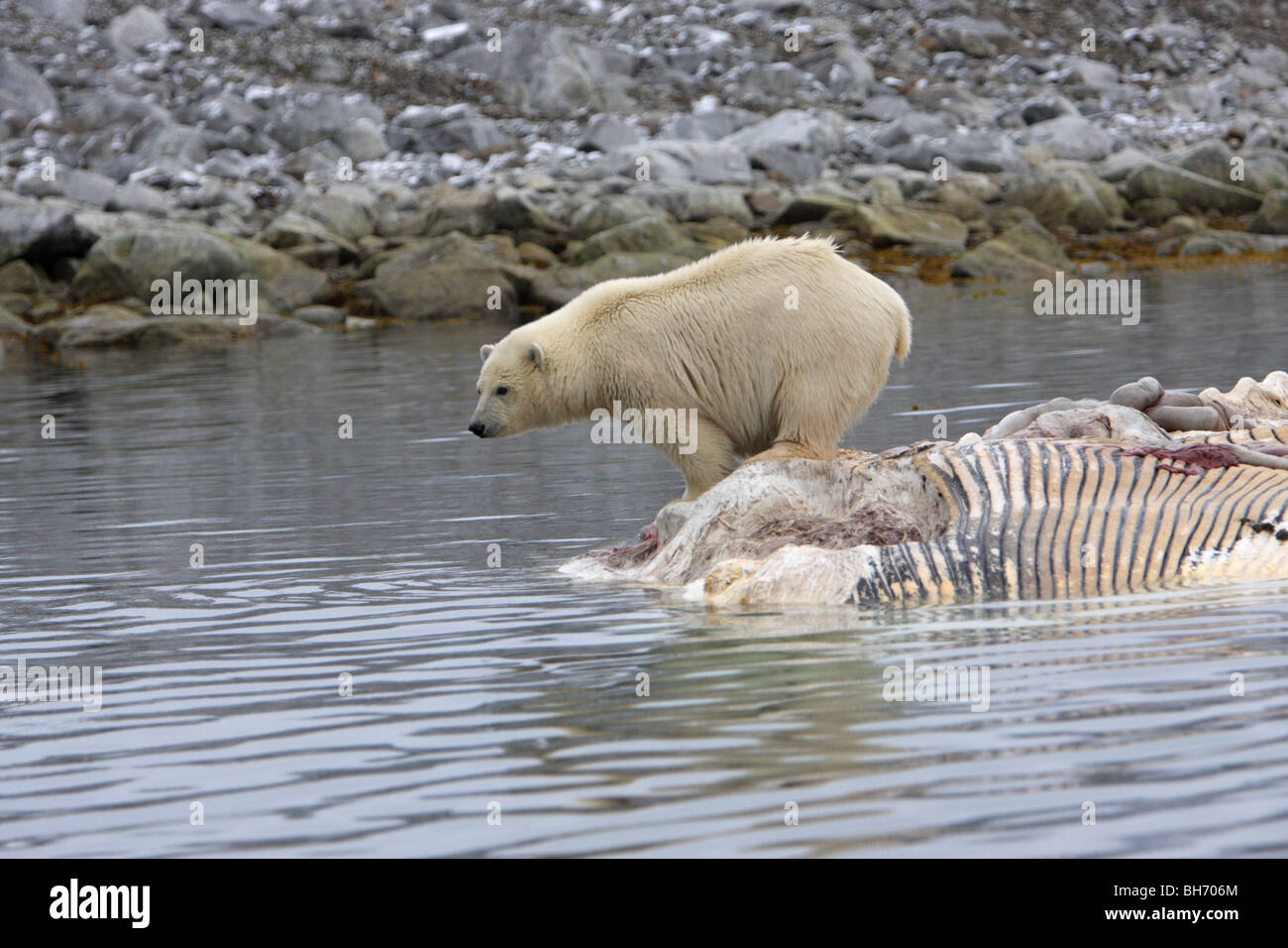 Polar Bear Ursus maritimus standing on a dead Fin Whale carcass which ...