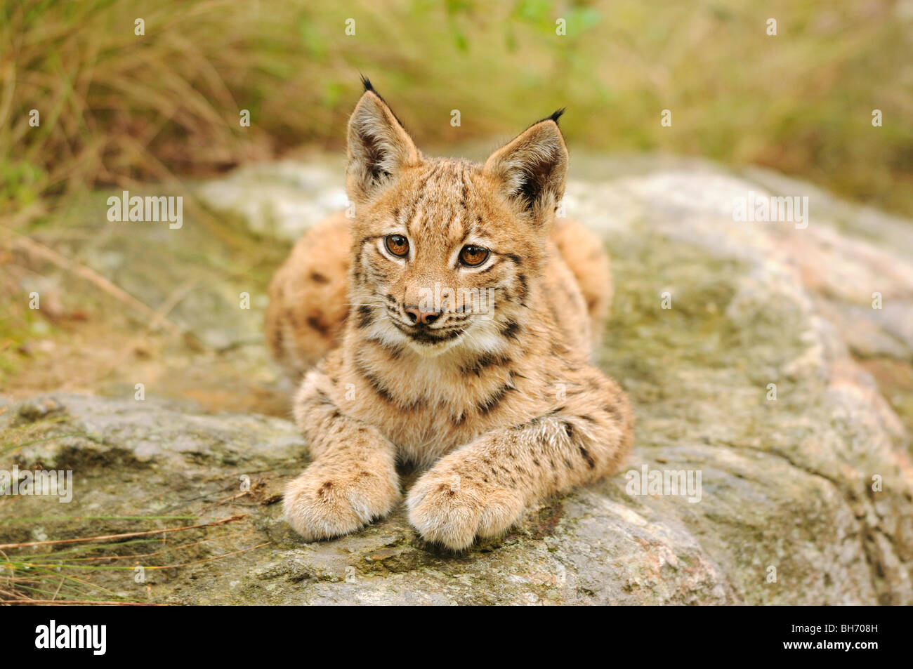 Eurasian lynx - cub - sitting / Lynx lynx Stock Photo - Alamy