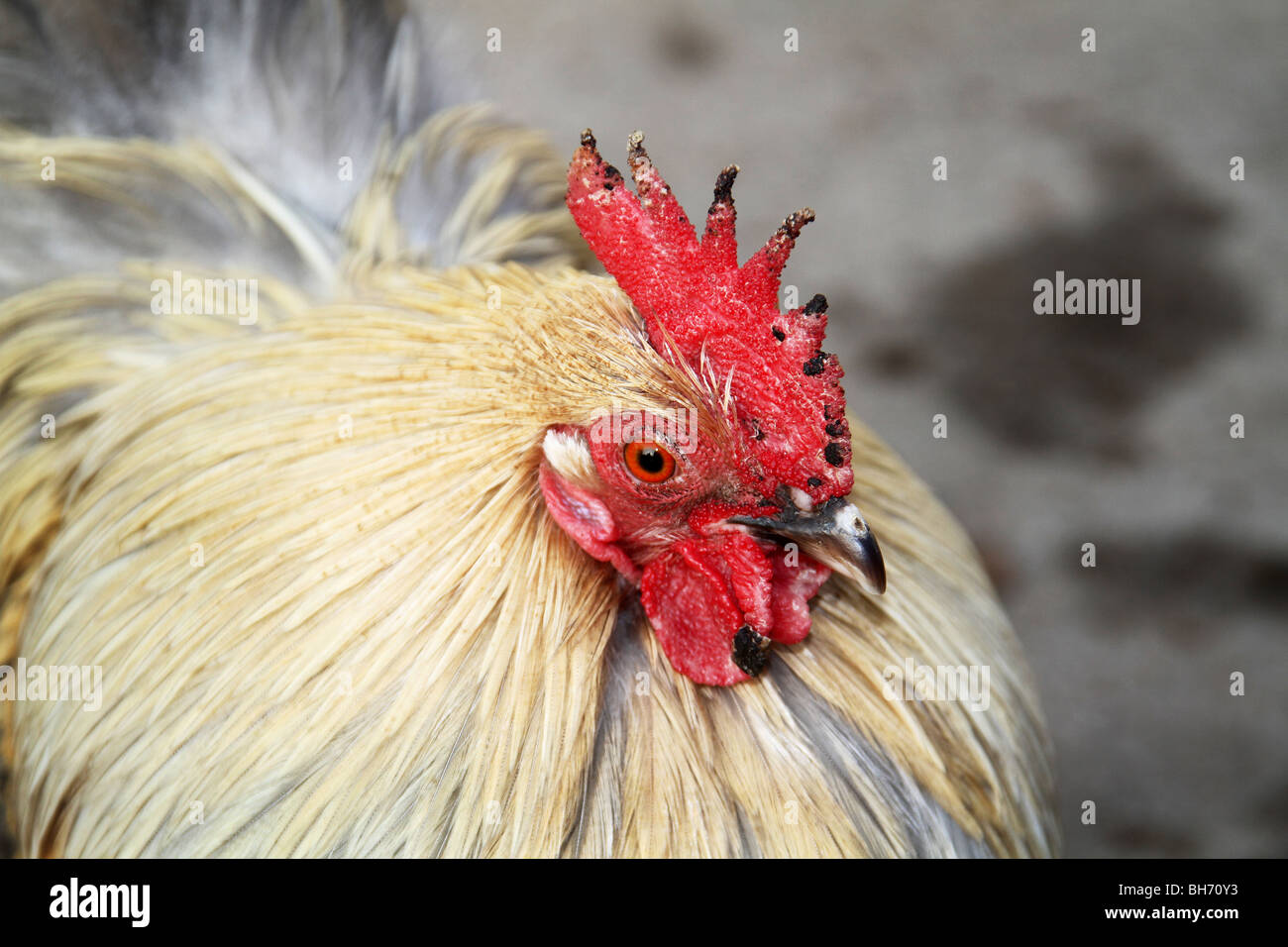 detail head image of small decorative cockeral Stock Photo - Alamy