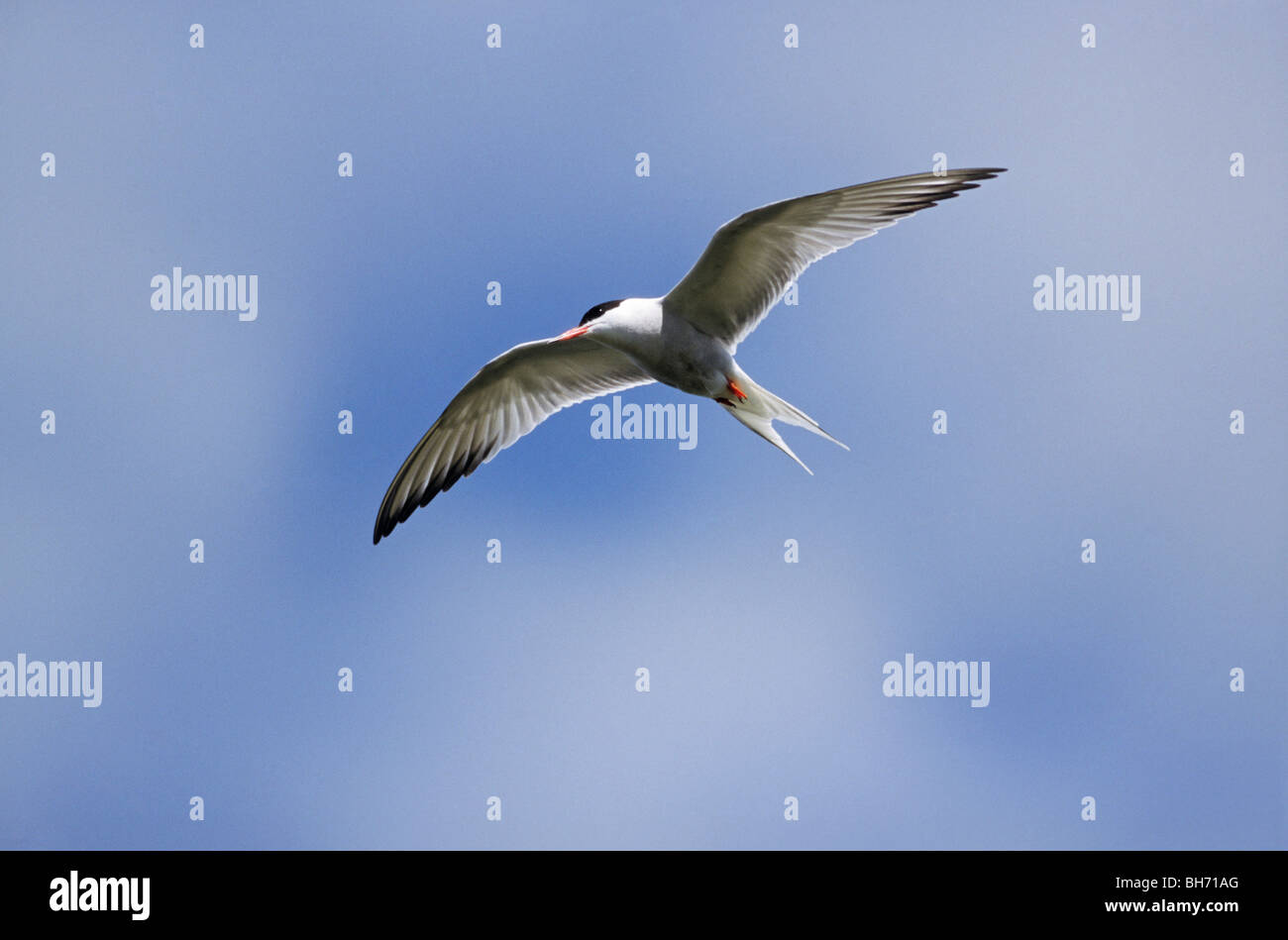 Common Tern - flying / Sterna hirundo Stock Photo - Alamy