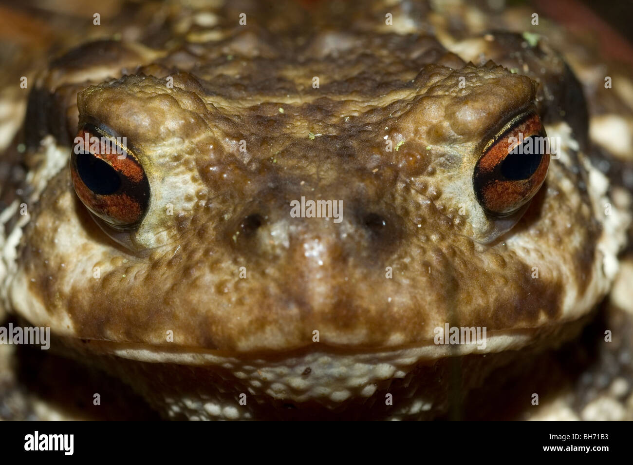 Amphibian toad common toad hi-res stock photography and images - Alamy