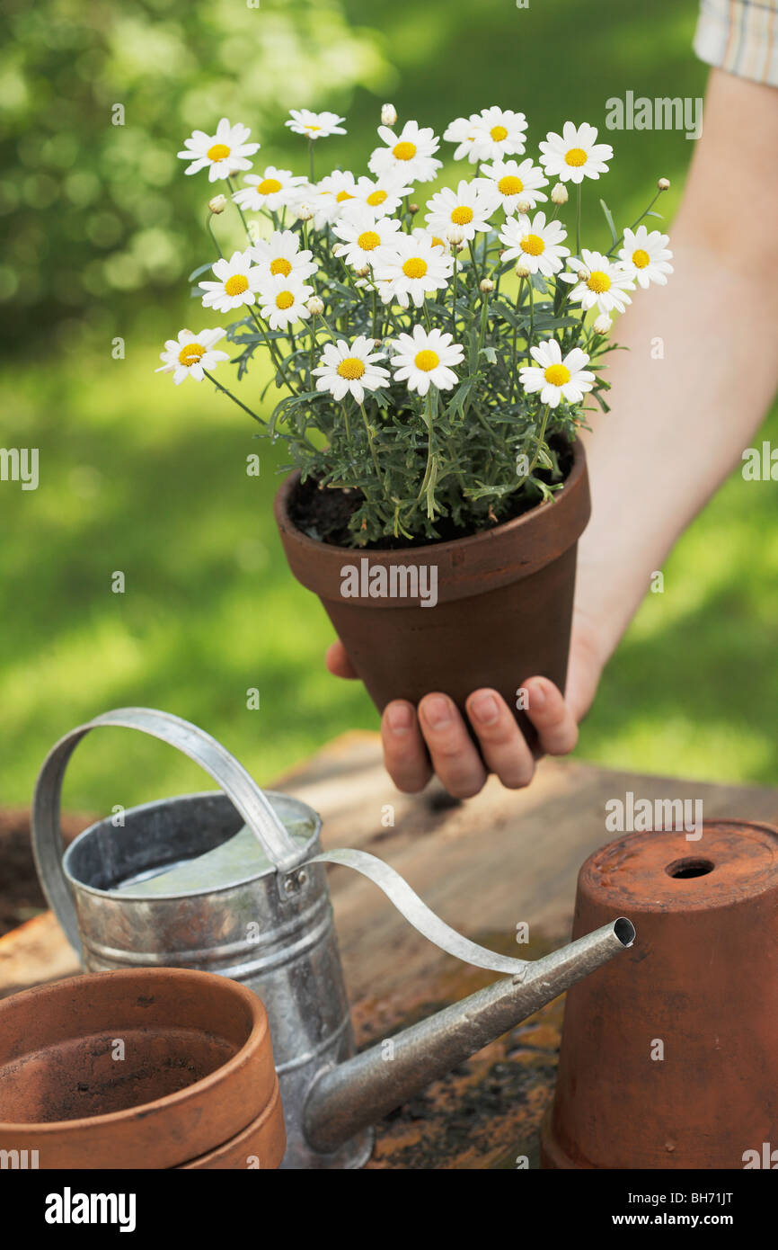 Hand holding a flower pot with white summer flowers Stock Photo - Alamy