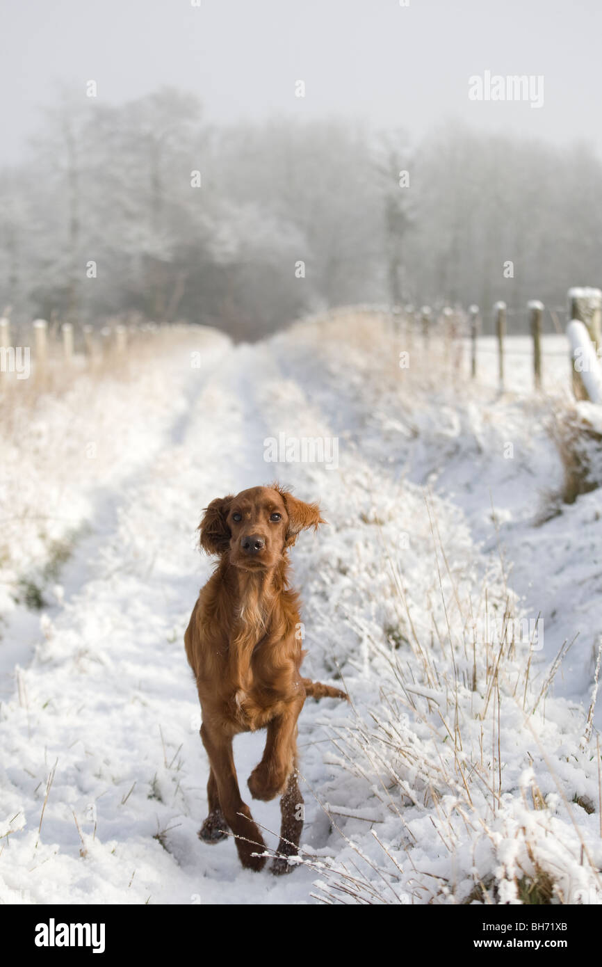 Young Irish setter running in snow Stock Photo - Alamy