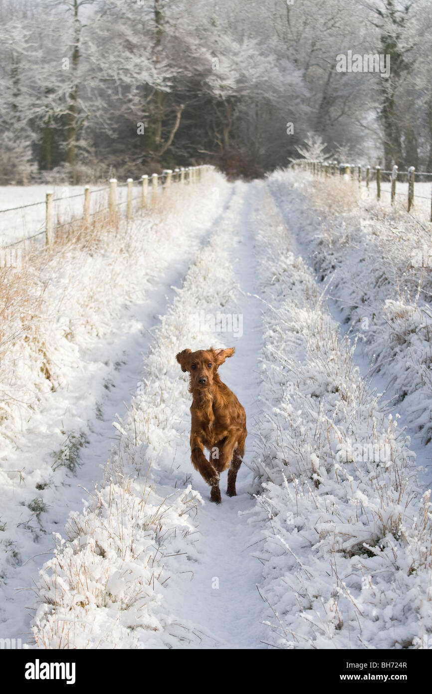 Young Irish setter running in snow Stock Photo - Alamy