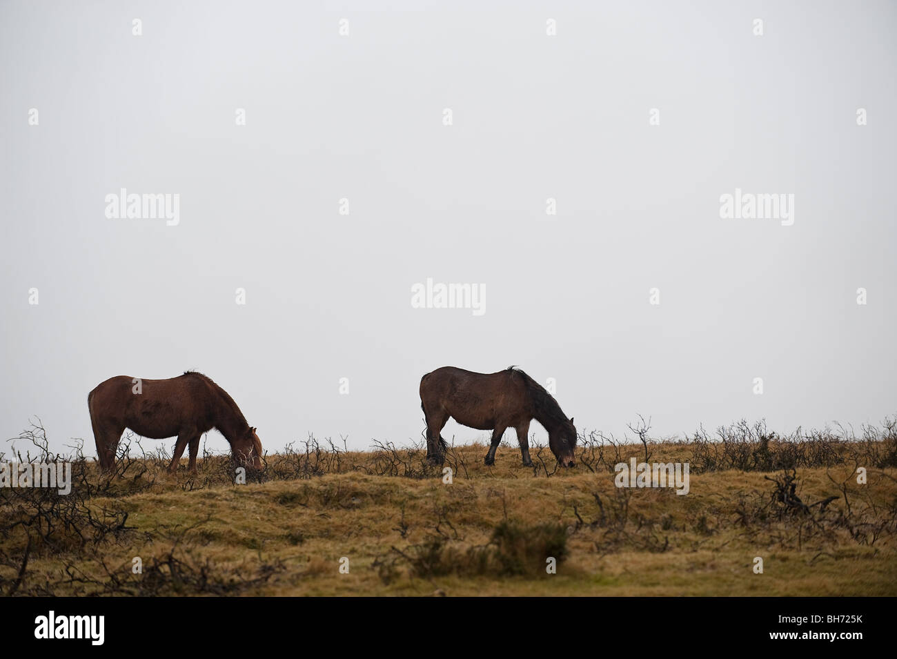 Ponies grazing dartmoor hi-res stock photography and images - Alamy