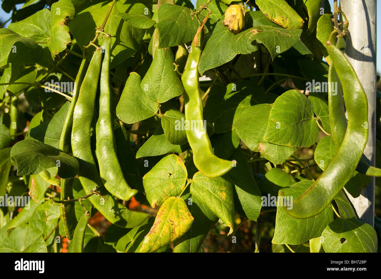 Runner beans leaves hi-res stock photography and images - Alamy