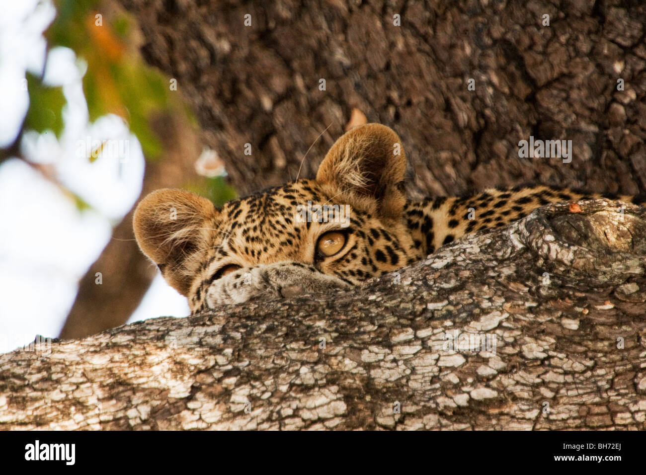 Jaguar in tree Stock Photo - Alamy