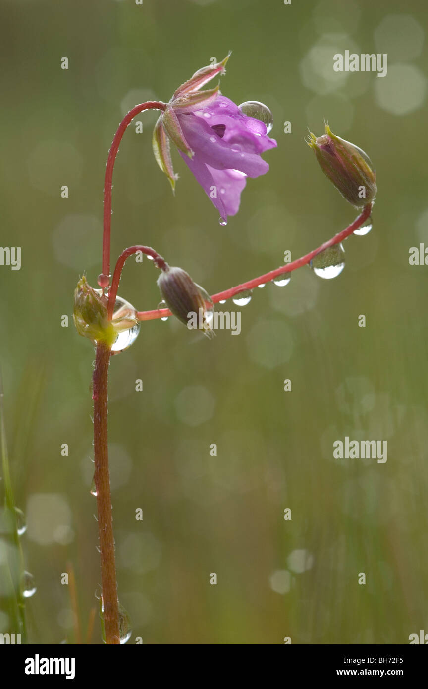 Redstem filaree or Common Stork's-bill flower (Erodium cicutarium Stock ...